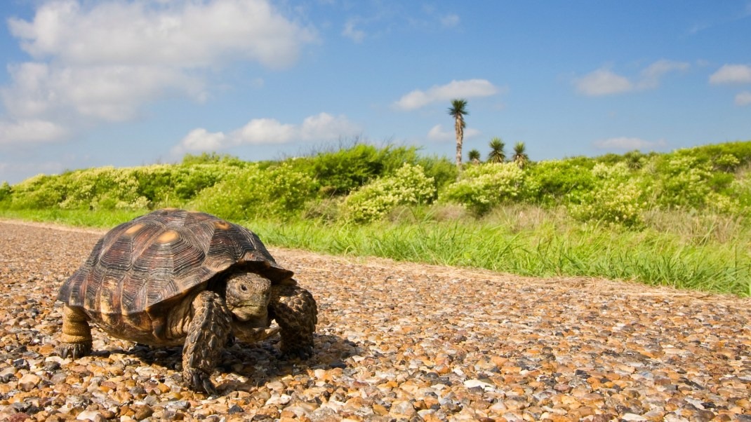 3 Benefits of Slowing Down: Set Your Own Pace | Gaia