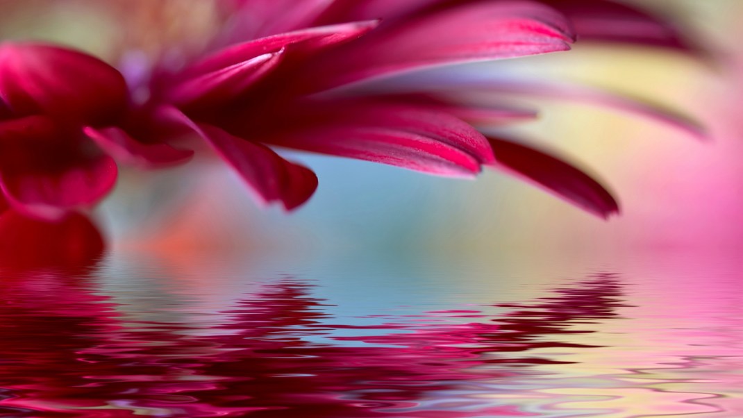 Exploring Saucha: Practicing Simplicity Reveals More | Gaia