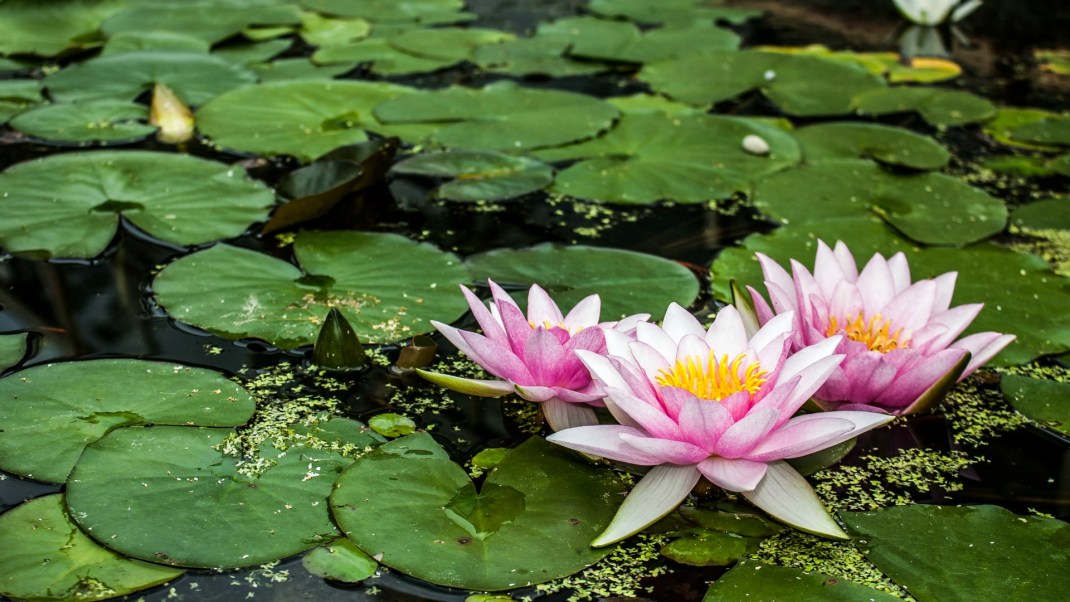 Satya Definition: Truth in Yoga Practice | Gaia