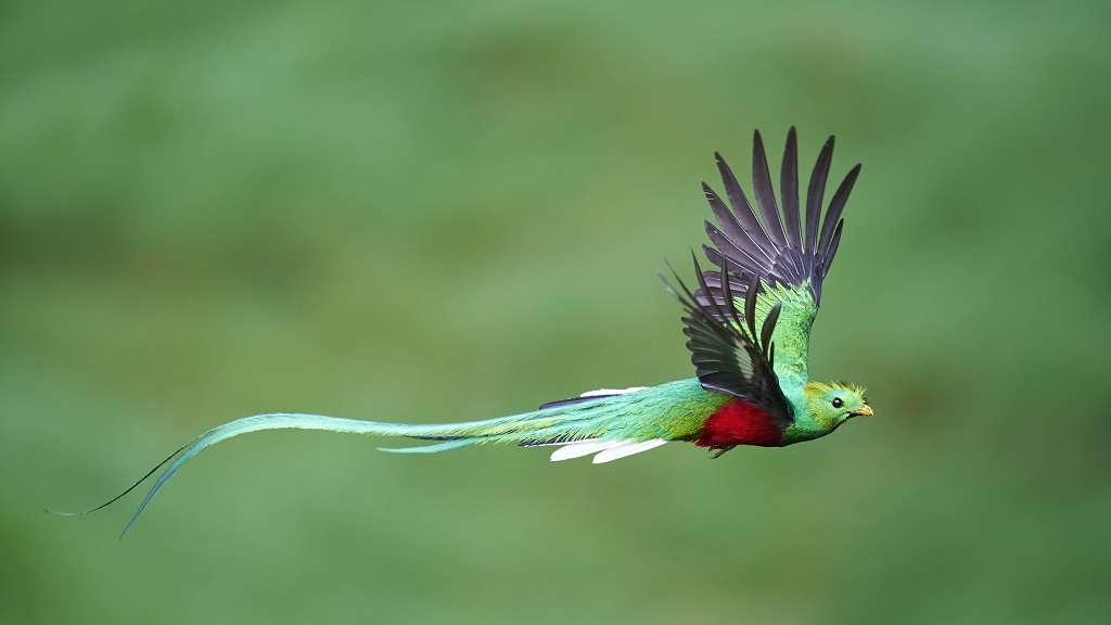 El Quetzal y los Mayas: Un viaje espiritual y simbólico | Gaia Español